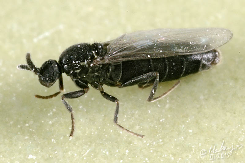 Diptera.info - Discussion Forum: Scatopsidae > Coboldia fuscipes ...