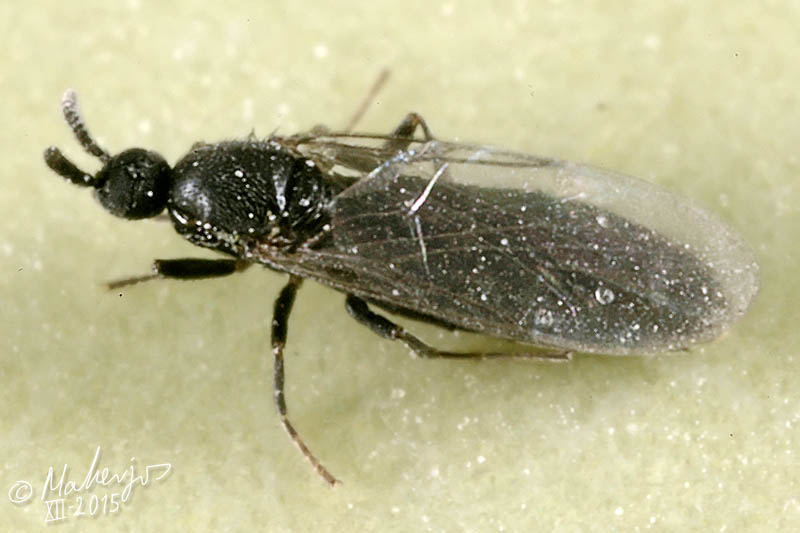 Diptera.info - Discussion Forum: Scatopsidae > Coboldia fuscipes ...