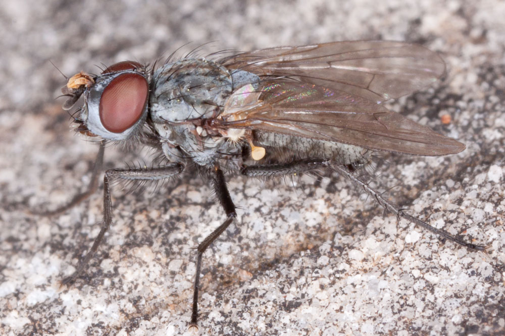 Diptera.info - Discussion Forum: Leucophora > Delia sp.