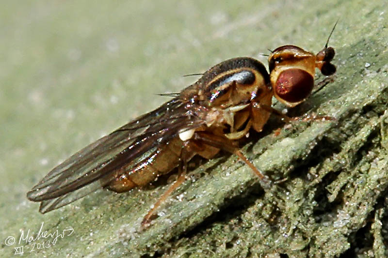 Diptera.info - Discussion Forum: Chlorops sp.