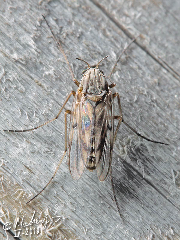 Diptera.info - Discussion Forum: Procladius (Holotanypus) sp.