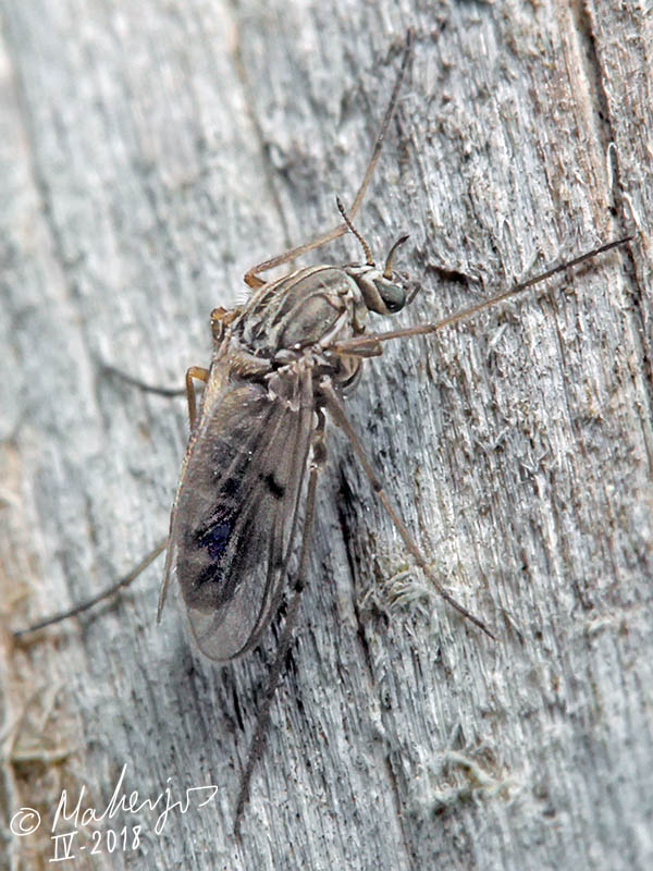 Diptera.info - Discussion Forum: Procladius (Holotanypus) sp.