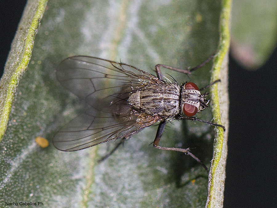 Diptera.info - Discussion Forum: Muscidae -> Hellina cf. reversio