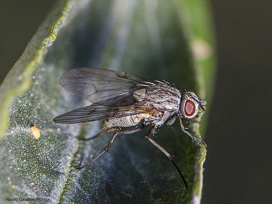 Diptera.info - Discussion Forum: Muscidae -> Hellina cf. reversio