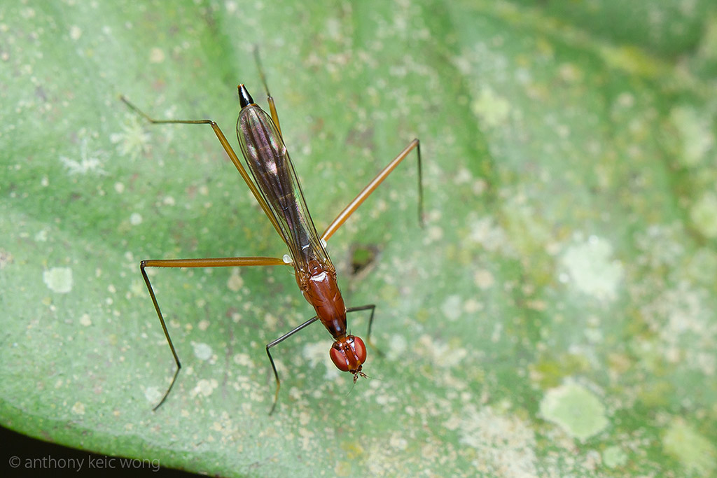 Diptera.info - Discussion Forum: Micropezidae