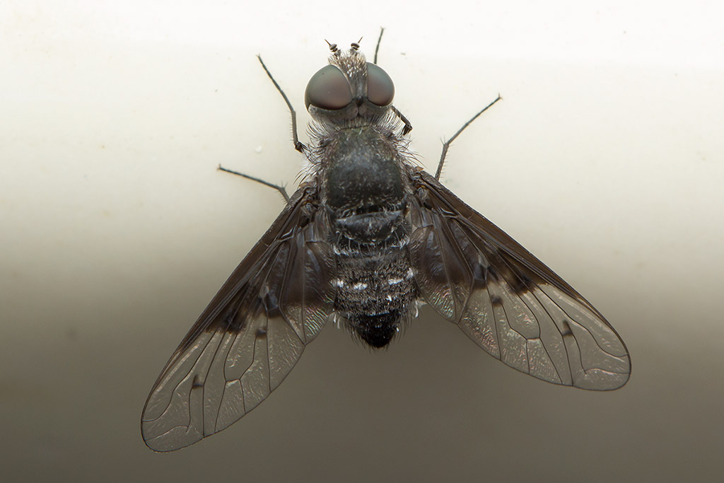 Diptera.info - Discussion Forum: Black and hairy fly ID?