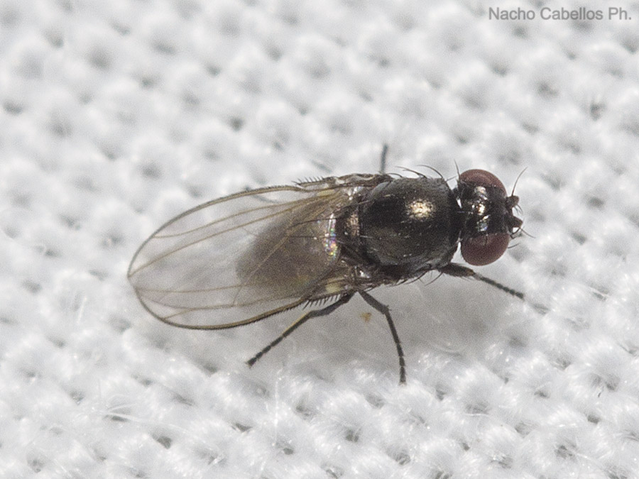 Diptera.info - Discussion Forum: Carnidae: Meoneura