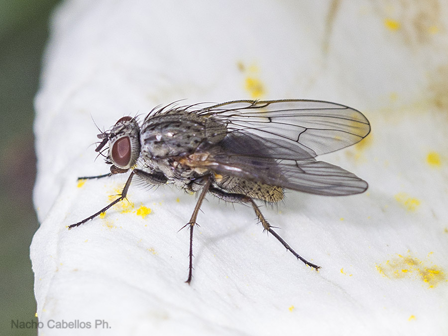 Diptera.info - Discussion Forum: Muscidae. Helina -> H. cf. reversio