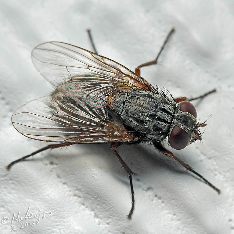 Diptera.info - Discussion Forum: Muscina stabulans (female). Confirmed