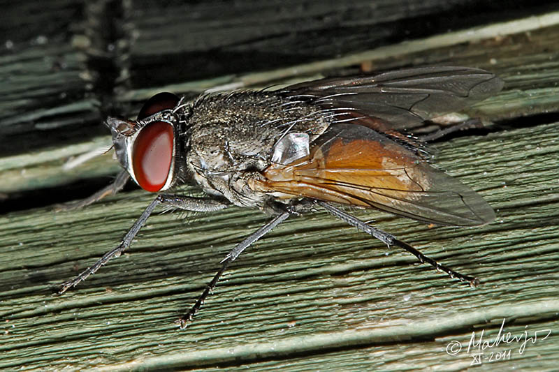 Diptera.info - Discussion Forum: Musca sp.