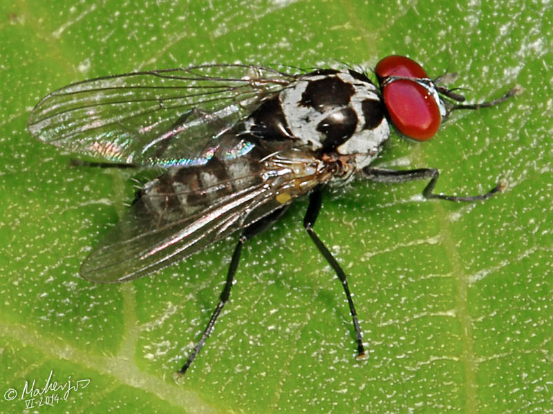Diptera.info - Discussion Forum: Anthomyia c.f. imbrida