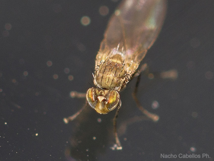 Diptera.info - Discussion Forum: Family ?-> Ephydridae->Hydrellia