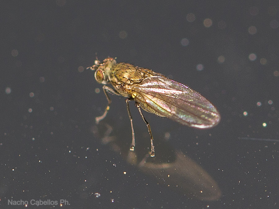 Diptera.info - Discussion Forum: Family ?-> Ephydridae->Hydrellia