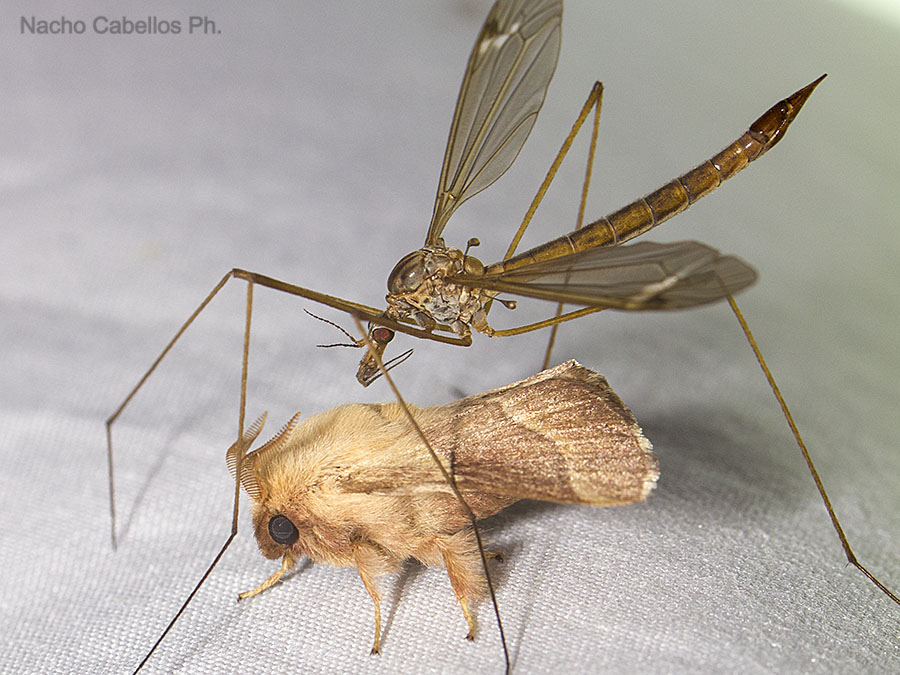 Diptera.info - Discussion Forum: Tipulidae