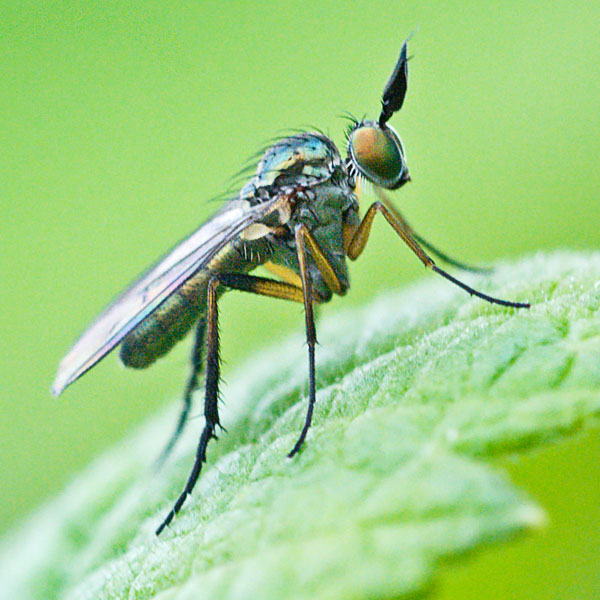 Diptera.info - Discussion Forum: Dolichopodidae: Syntormon pallipes male?