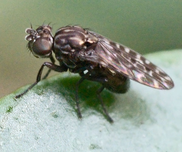 Diptera.info - Discussion Forum: Ephydridae: Limnellia quadrata: ID by ...
