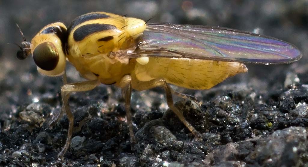Diptera.info - Discussion Forum: Chloropidae