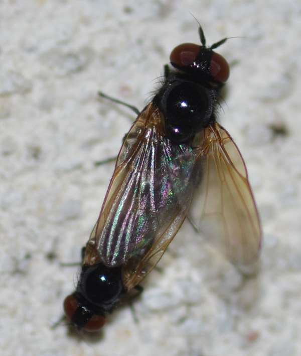 Diptera.info - Discussion Forum: Milichiidae