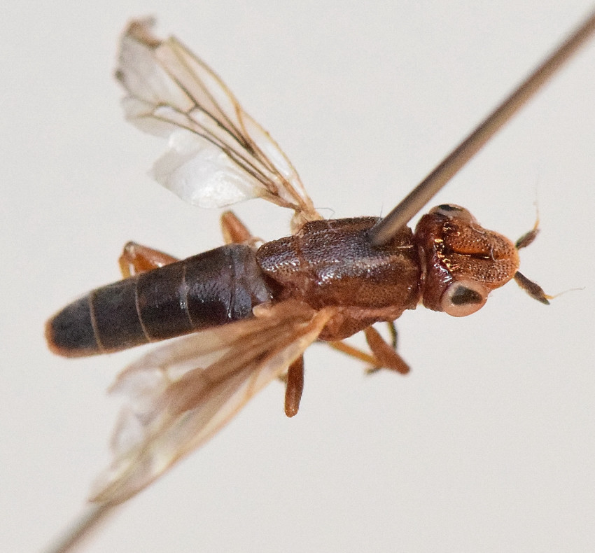 Diptera.info - Discussion Forum: Fly with flat face (Platycephala ...