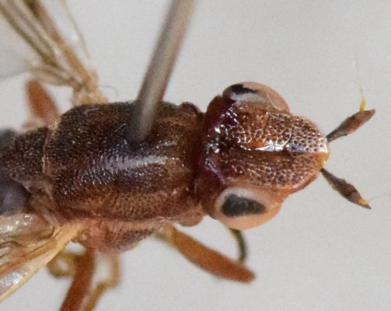 Diptera.info - Discussion Forum: Fly with flat face (Platycephala ...