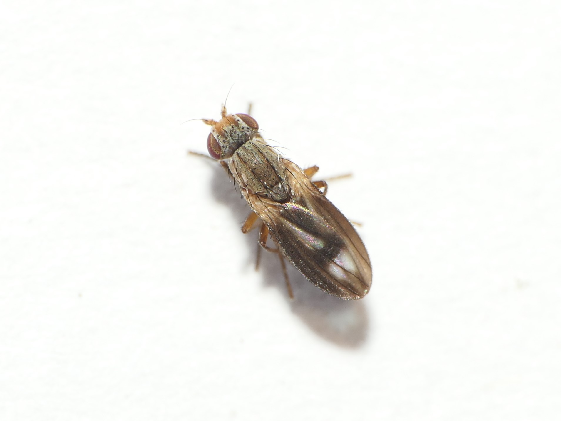 Diptera.info - Discussion Forum: small fly (NL)
