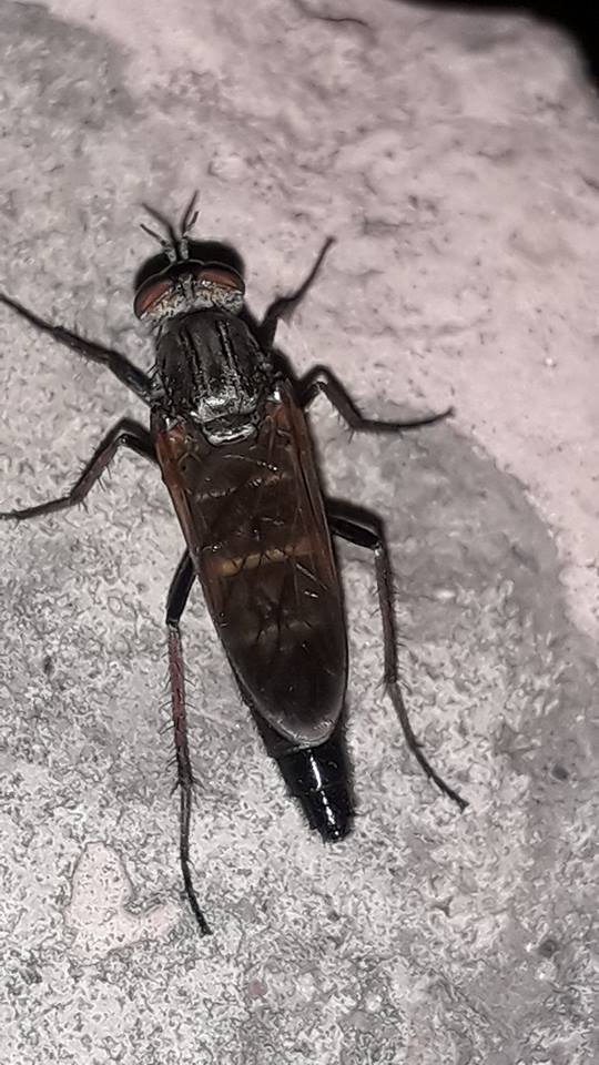 Diptera.info - Discussion Forum: Thereva sp.