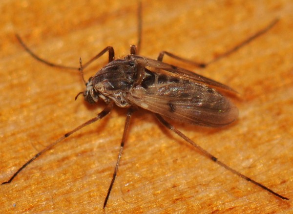 Diptera.info - Discussion Forum: Chironomidae Procladius choreus? female