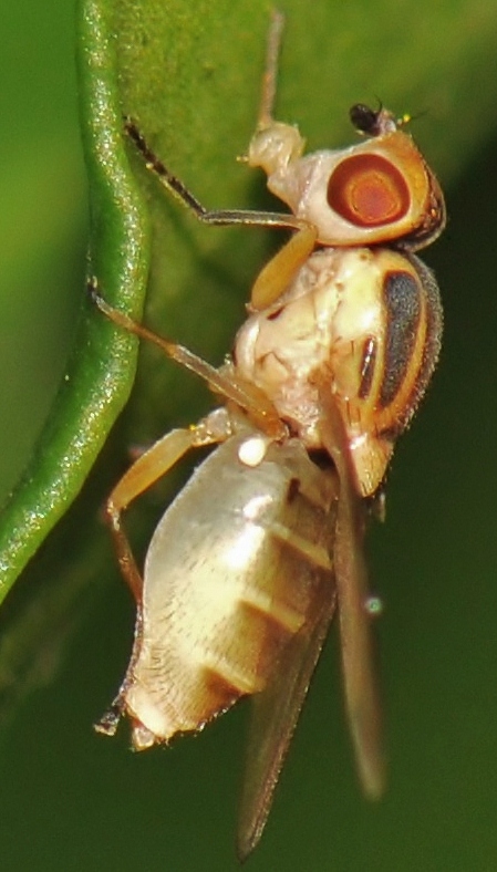 Diptera.info - Discussion Forum: Chloropidae Chlorops pumilionis?