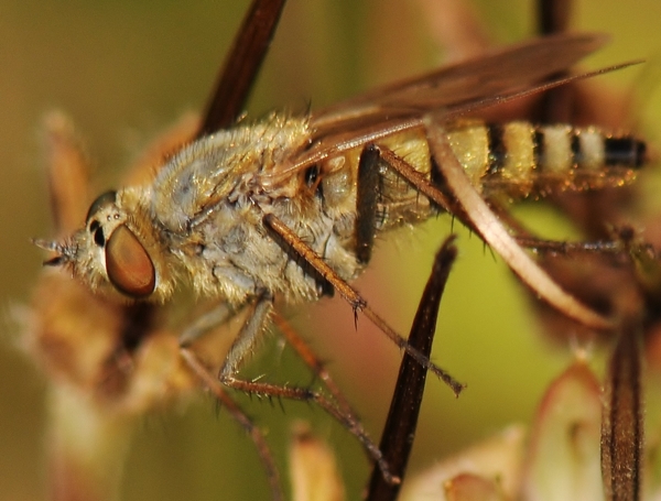 Diptera.info - Discussion Forum: Therevidae Thereva bipunctata?