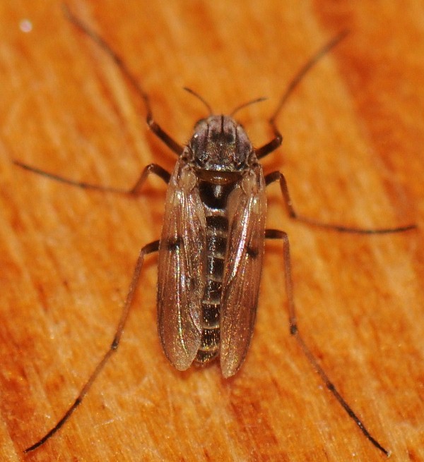 Diptera.info - Discussion Forum: Chironomidae Procladius choreus? female