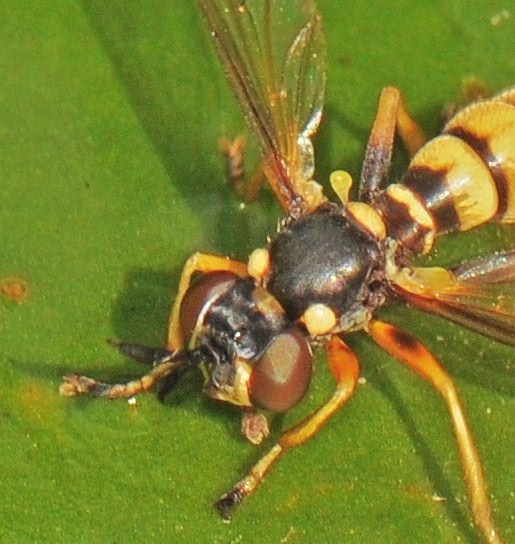 Diptera.info - Discussion Forum: Leopoldius signatus? (was Conops but ...