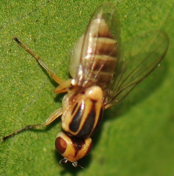 Diptera.info - Discussion Forum: Chloropidae Chlorops pumilionis?