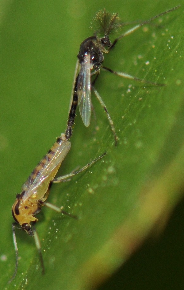 Diptera.info - Discussion Forum: Chironomidae Cricotopus?