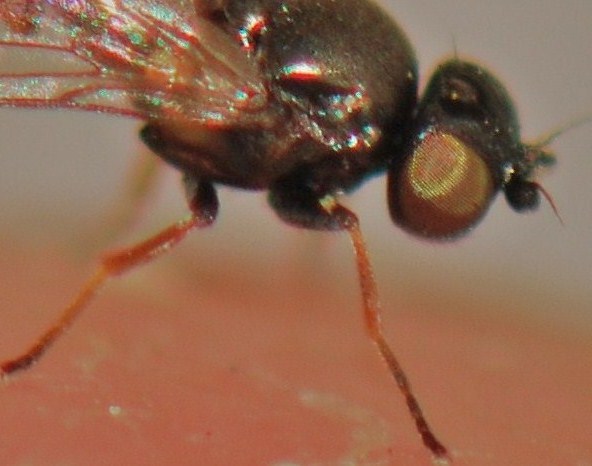 Diptera.info - Discussion Forum: Chloropidae Oscinella? 2mm