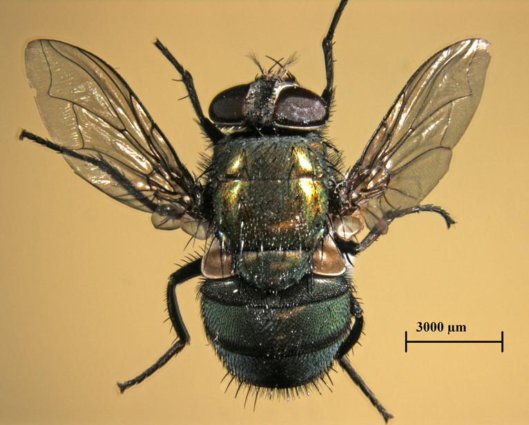 Diptera.info - Discussion Forum: Calliphoridae - Isomyia sp.? (from ...