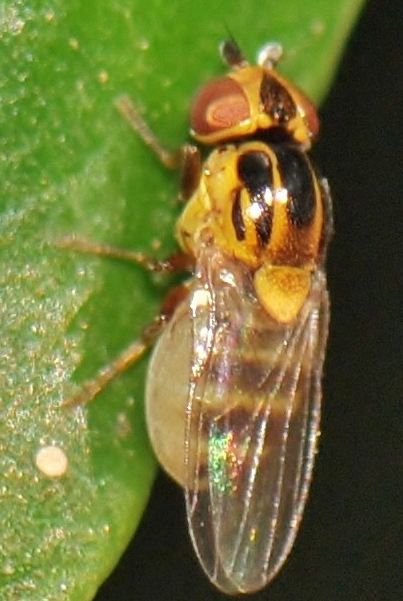 Diptera.info - Discussion Forum: Chloropidae Chlorops pumilionis?