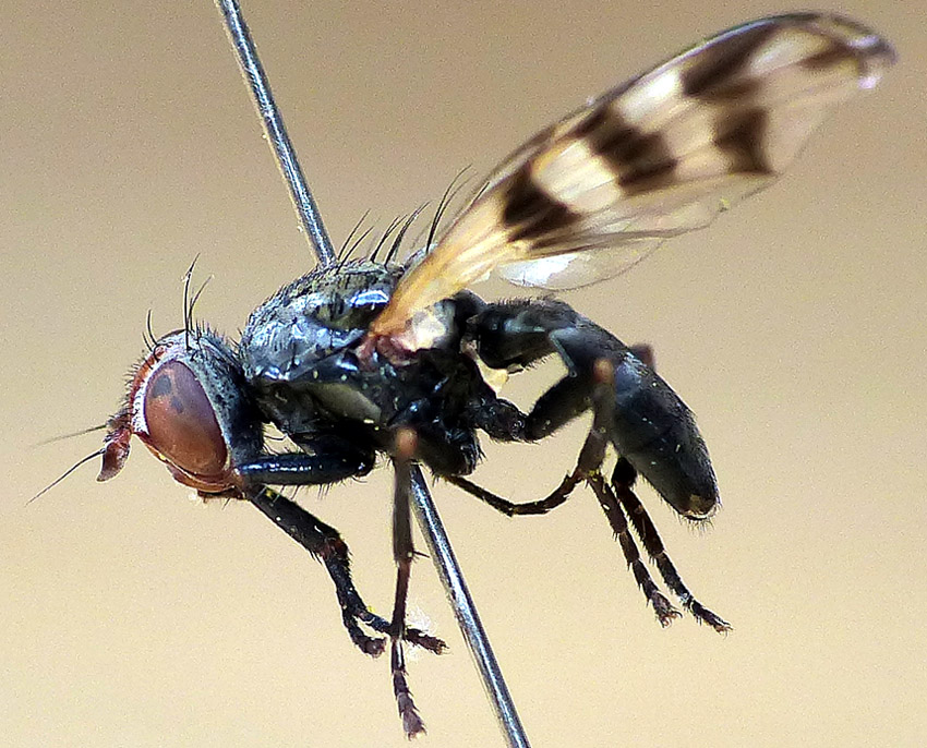 Diptera.info - Discussion Forum: Fly with banded wings - Ceroxys urticae