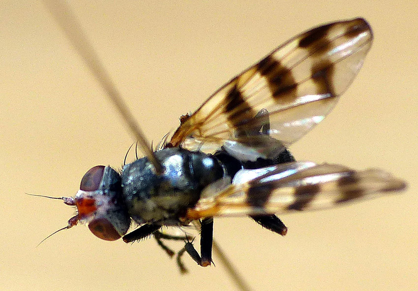 Diptera.info - Discussion Forum: Fly with banded wings - Ceroxys urticae