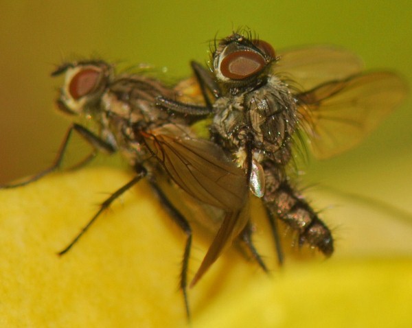 Diptera.info - Discussion Forum: Anthomyiidae Delia platura?> Delia ...