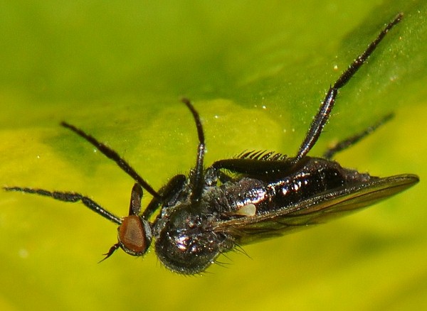 Diptera.info - Discussion Forum: Empididae Empis sp.?