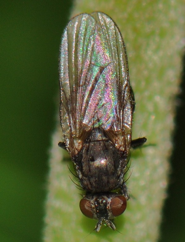 Diptera.info - Discussion Forum: Fanniidae? female 4mm
