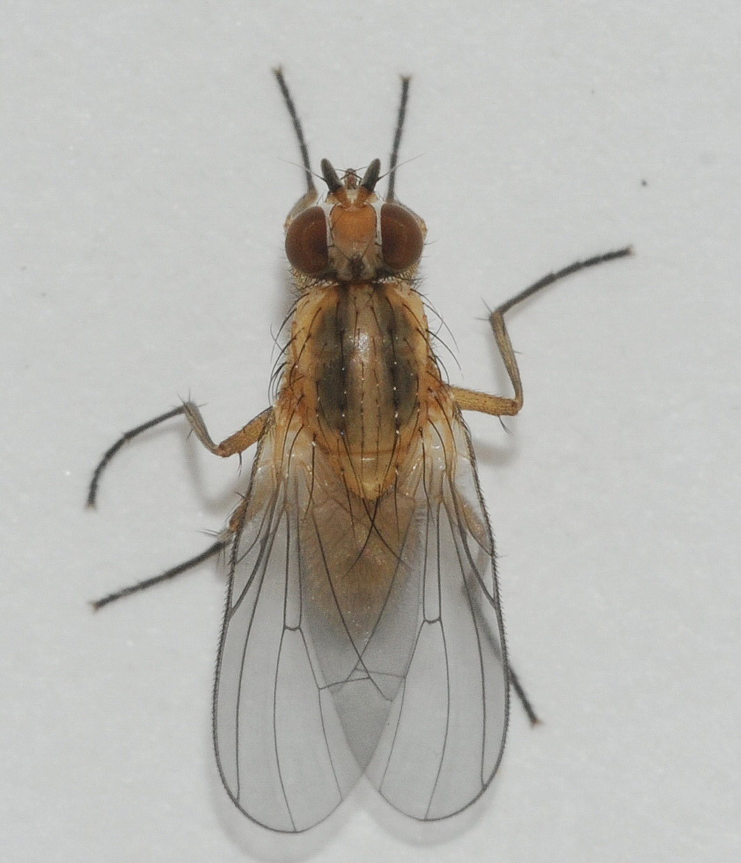 Diptera.info - Discussion Forum: Anthomyiidae? -> Pegomya geniculata?