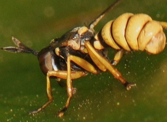 Diptera.info - Discussion Forum: Leopoldius signatus? (was Conops but ...