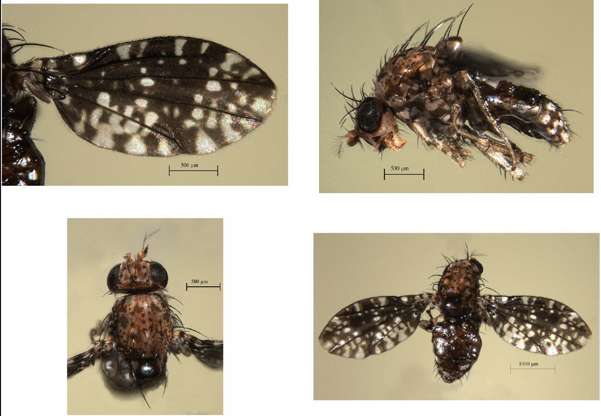 Diptera.info - Discussion Forum: Lauxaniidae - Homoneura trypetoptera