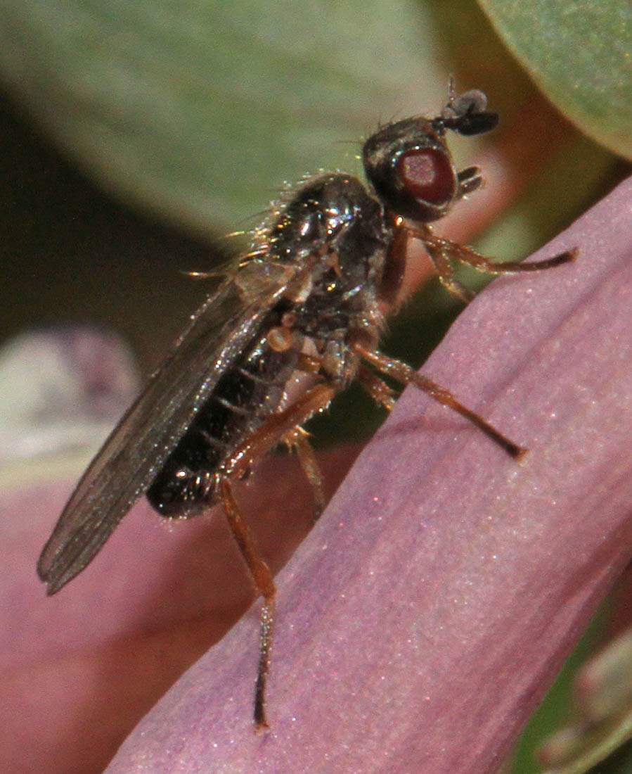 Diptera.info - Discussion Forum: Acerocnema macrocera ovipositing on ...
