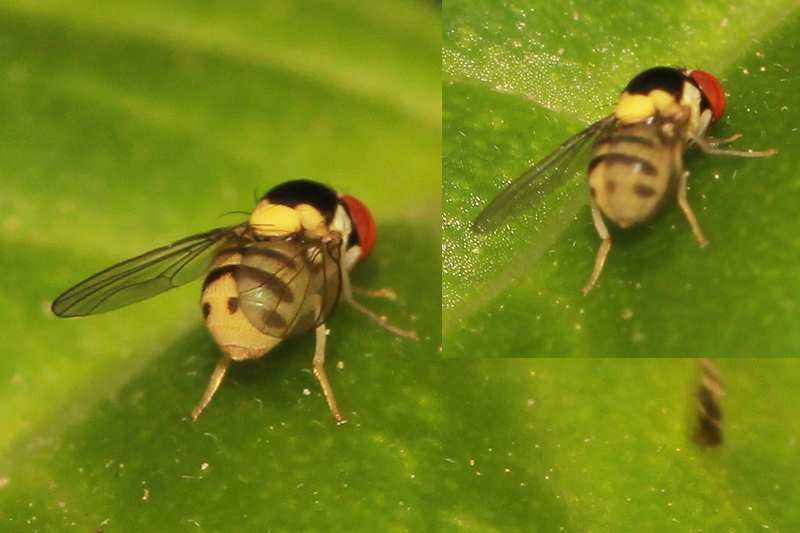Diptera.info - Discussion Forum: Drosophilidae ID