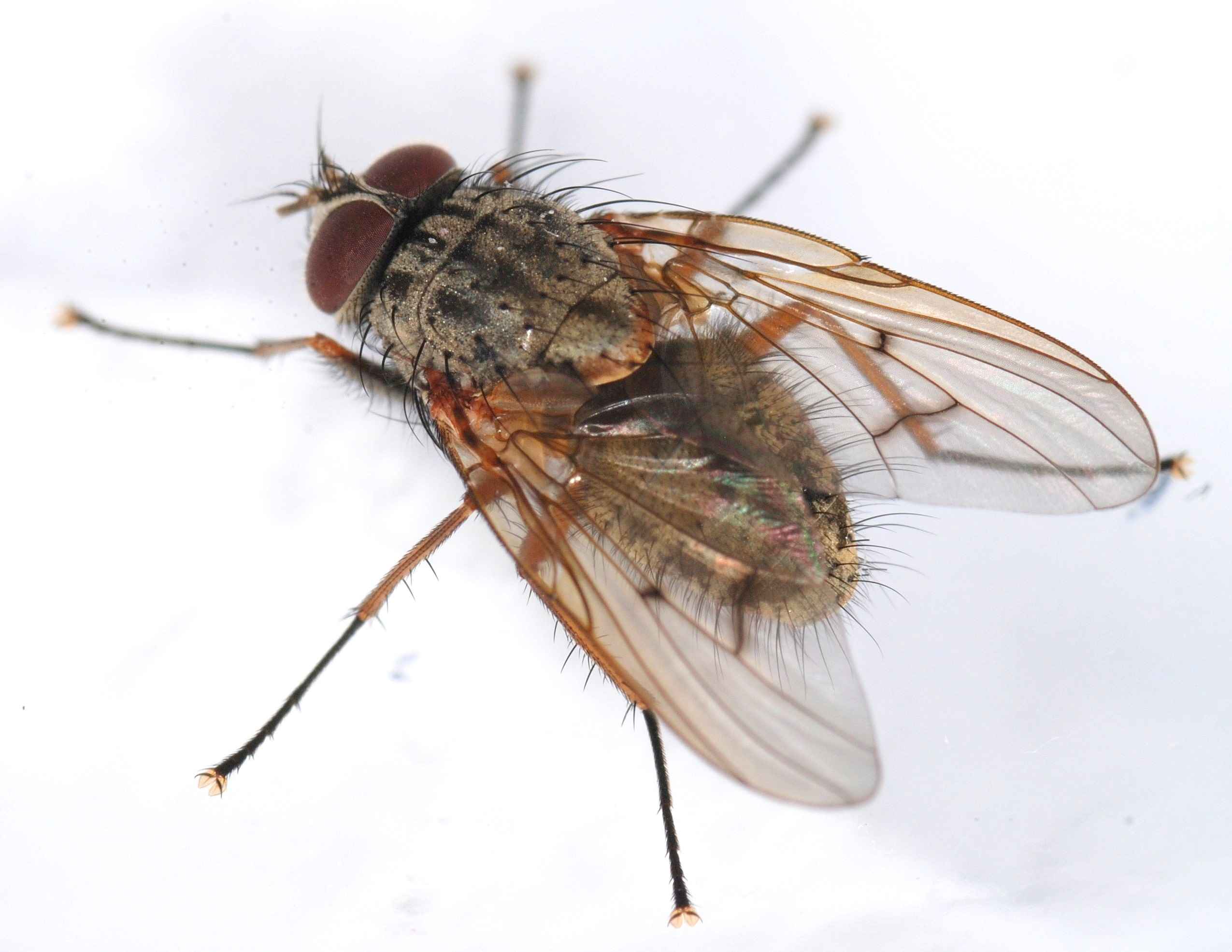 Diptera.info - Discussion Forum: Phaonia errans? - Phaonia tuguriorum
