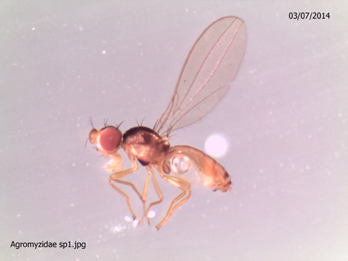 Diptera.info - Discussion Forum: Diptera, Asteiidae, (Asteia sp. ?)