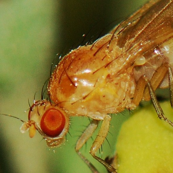 Diptera.info - Discussion Forum: Lauxaniidae Meiosimyza rorida?