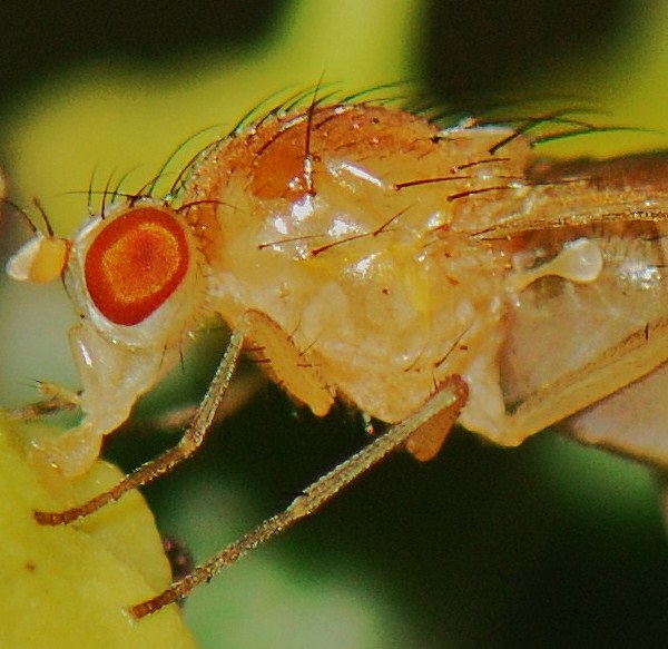 Diptera.info - Discussion Forum: Lauxaniidae Meiosimyza rorida?